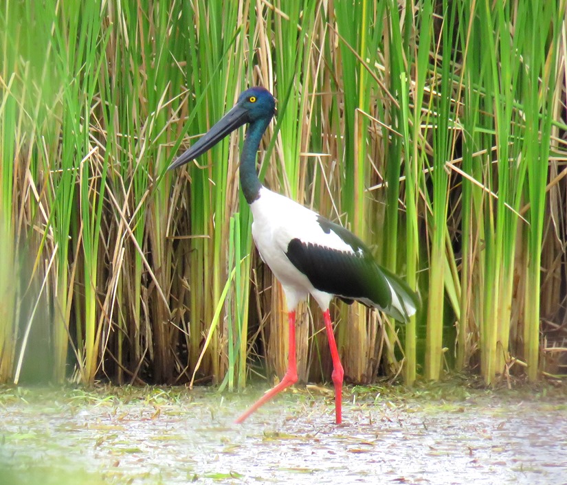 WaterBirds Community Program > More information about waterbirds and ...