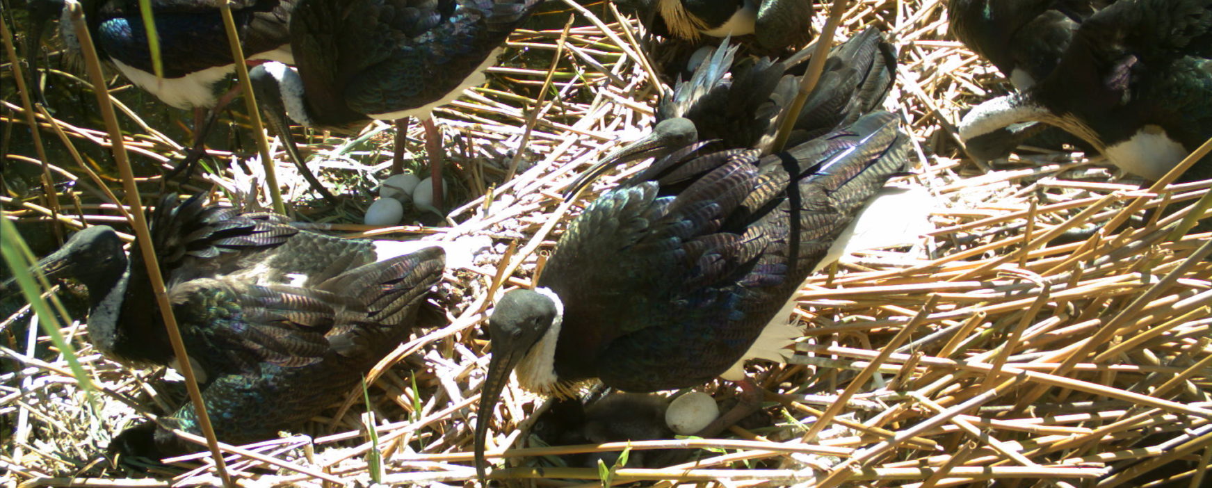 WaterBirds Community Program > More information about waterbirds and ...